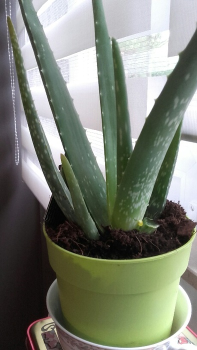 Hallo, Vera! :: Miafigarella